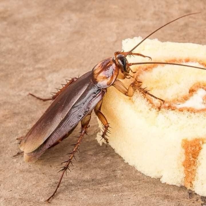 ¡ALERTA EN CIUDAD JUÁREZ POR SÚPER CUCARACHA! – La Mira Digital